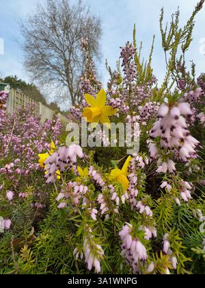 daffodils in a flower bed in the garden, landscaping. spring flowers ...