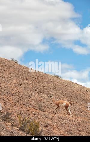 A guanaco inside the Bosques Petrificados de Jaramillo National Park ...
