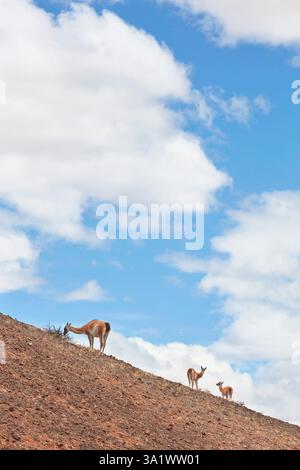 Guanacos inside the Bosques Petrificados de Jaramillo National Park ...