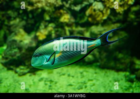 The Sohal Surgeonfish, sohal tang (Acanthurus sohal) Marine life Stock ...