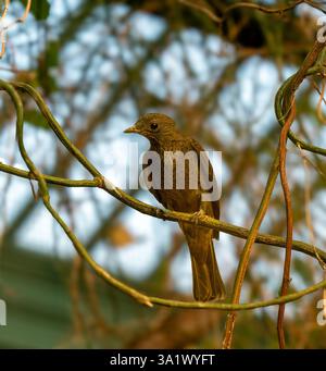 Red Pileated Finch bird (Coryphospingus cucullatus Stock Photo - Alamy