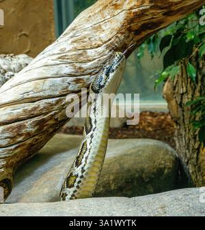 Close up of a burmese python on ground. It is native to a large area of ...