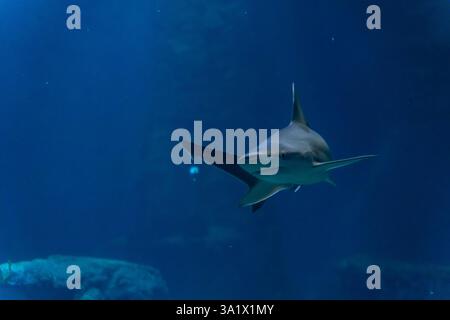 A Nurse Shark portrait underwater Stock Photo - Alamy
