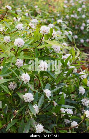 Daphne Perfume Princess. Daphne odora 'Perfume Princess'. Highly ...