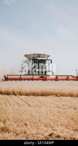 Combine harvester reaping through yellow rice plant. Aerial drone shot ...
