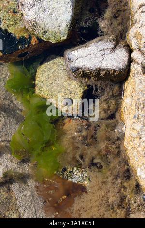 Sea shells in a rock pool Stock Photo - Alamy
