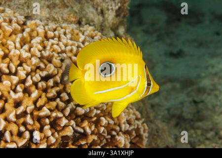 Bennett’s butterflyfish, Chaetodon bennetti, feeds mostly on coral ...