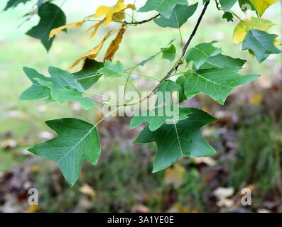 Chinese tulip poplar, Chinese tulip tree, Chinese whitewood ...