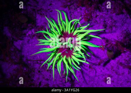 Snakelocks anemone cells contain a protein that makes them glow ...