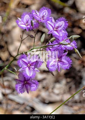 Thysanotus tuberosus, Common Fringe Lily in Baluk Willam Flora Reserve ...