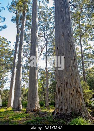 The Four Aces karri trees, One Tree Bridge Stock Photo - Alamy