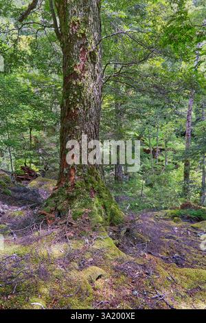 Trunk of old growth Nothofagus cunninghamii Myrtle beech tree with ...