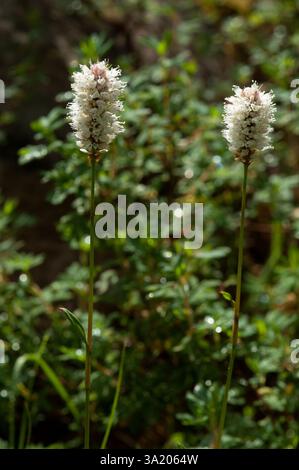 American bistort (Bistorta bistortoides Stock Photo - Alamy