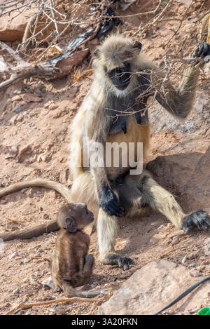 A Baby Monkey with her Mother in Pushkar, Rajasthan, India on 28 April ...