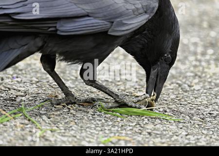 Raven (Corvus corone), with captured sand lizard (Lacerta agilis) in ...