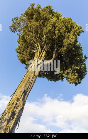 Columnar cypress (Cupressus sempervirens) from below, Tuscany, Italy ...