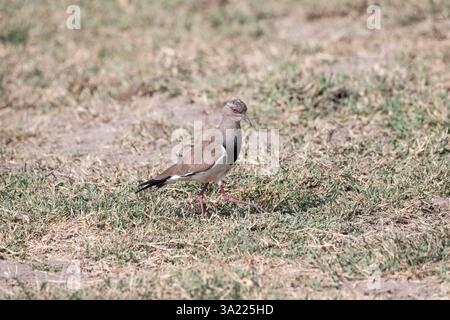 Black-winged lapwing (Vanellus tectus), also known as the black-winged ...