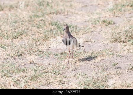 Black-winged lapwing (Vanellus tectus), also known as the black-winged ...