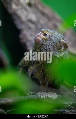 Western pygmy marmoset, Callithrix pygmaea, one of the smallest monkeys ...