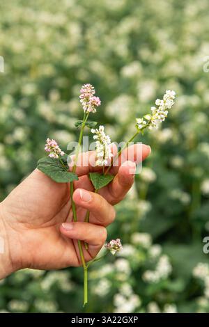 hand showing blooming buckwheat in the fall Stock Photo - Alamy