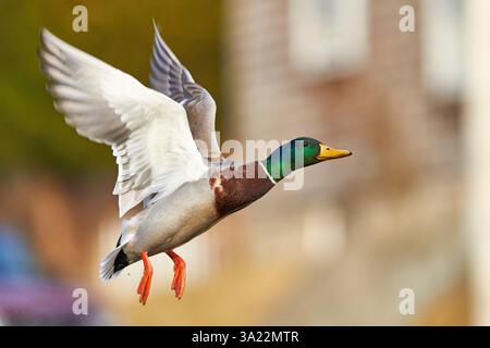 A flying brown mallard duck isolated on a black background Stock Photo ...
