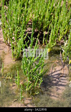 Common glasswort / marsh samphire / saltwort (Salicornia europaea ...