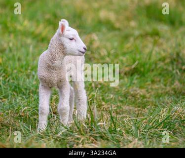 Spring Lambs in Oxfordshire Stock Photo - Alamy