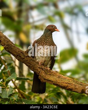 scaled pigeon (Patagioenas speciosa, Columba speciosa), perched on a ...