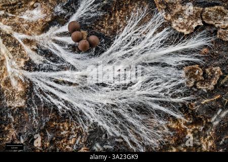 Brown slime mold sporocarps (fruiting bodies) probably Trichia sp ...