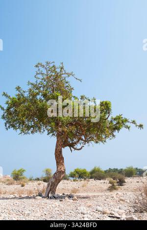 Boswellia sacra (frankincense) (olibanum-tree), Sultanate of Oman Stock ...