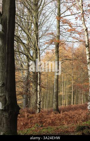 Deciduous Woodland in autumn Cannock Chase Country Park AONB (area of ...