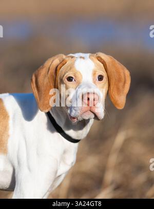 An English Pointer Puppy out training Stock Photo - Alamy
