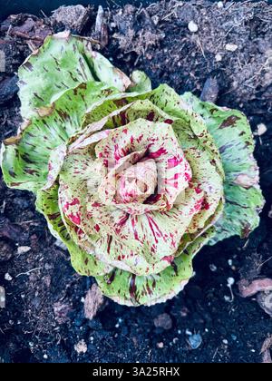Vegetable Castelfranco radicchio lettuce has yellow leaves that have ...
