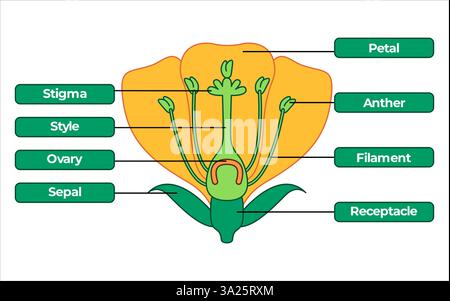 Flower anatomy. Structure of Pistil, Stamen, and Pollen grain. Gamete ...