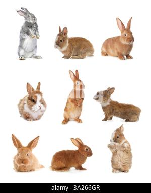 Cute fluffy rabbits isolated on white, set Stock Photo - Alamy