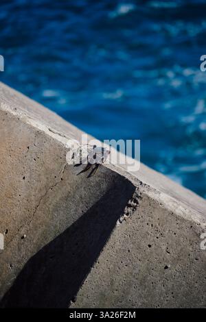Crab on the beach rock, Atlantic Ocean, Madeira Island, Portugal Stock ...