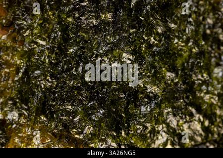 green algae, natural green algae that are used to prepare Japanese ...