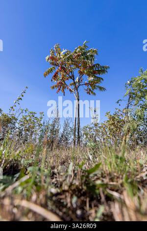 young sumac trees growing on the shore of the field against the ...