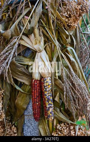 Corn kernels hang from stalk Stock Photo - Alamy