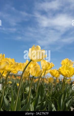 Low angle shot of a Ukraine flag Stock Photo - Alamy