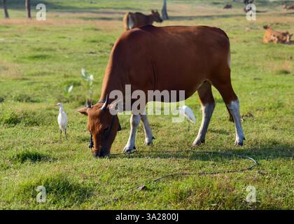 cow and bird in a pasture Stock Photo - Alamy