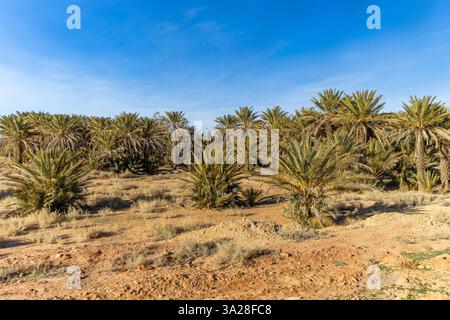 Palm trees in Ziz Oasis, Er Rachidia, Morocco Stock Photo - Alamy