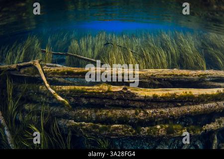 Sunken logs with algae underwater in blue fresh water lake Stock Photo ...