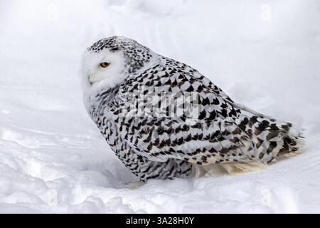 Snowy Owl (Strix scandiaca, Nyctea scandiaca, Bubo scandiacus), male at ...