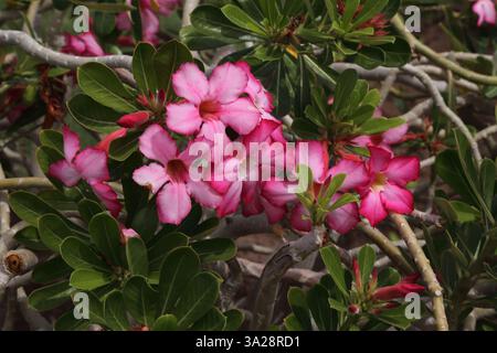 Al Alam Palace Pink Desert Rose (Adenium Obesum) in Gardens Old Muscat ...