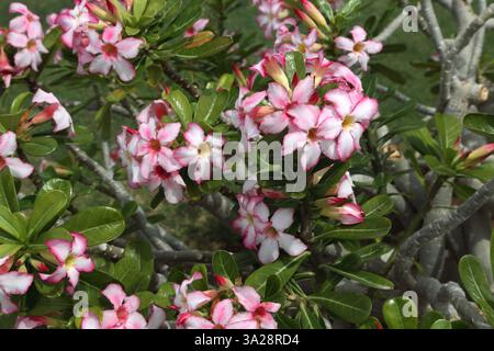 Al Alam Palace Pink Desert Rose (Adenium Obesum) in Gardens Old Muscat ...
