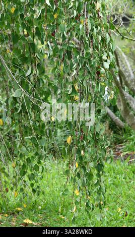 Pendulous Katsura, Caramel Tree or Candyfloss Tree, Cercidiphyllum ...