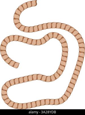 paracord rope cartoon vector illustration Stock Vector Image & Art - Alamy