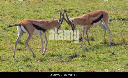 Thomson's gazelles fighting in Maasai Mara National Preserve, Kenya ...