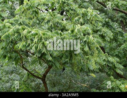 red leaf tree India Asia Stock Photo - Alamy